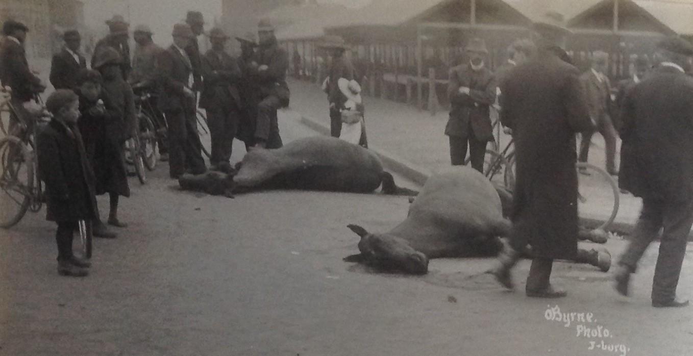 An early South African Philaphotographologist - Frederick William Willis | The Heritage Portal